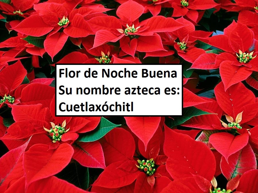 Nada de Poinsettias su nombre es Cuetlaxochitl – El Símbolo Azteca de ...