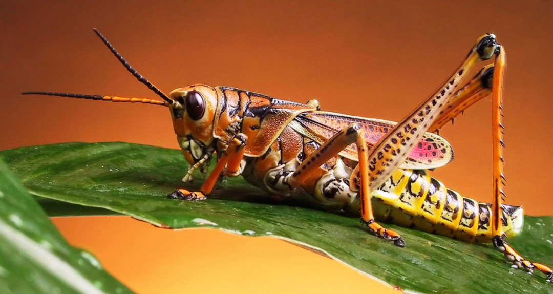 Origen de la palabra CHAPULIN. – Cultura y Delicias Prehispánicas