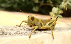 cropped-chapulin-nahuatl.jpg – Cultura y Delicias Prehispánicas