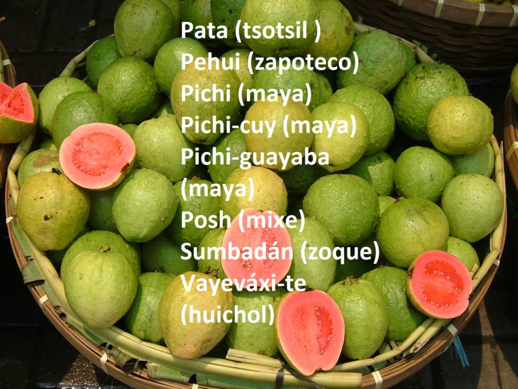 Existen más de CUARENTA formas de decir GUAYABA en lenguas originarias ...