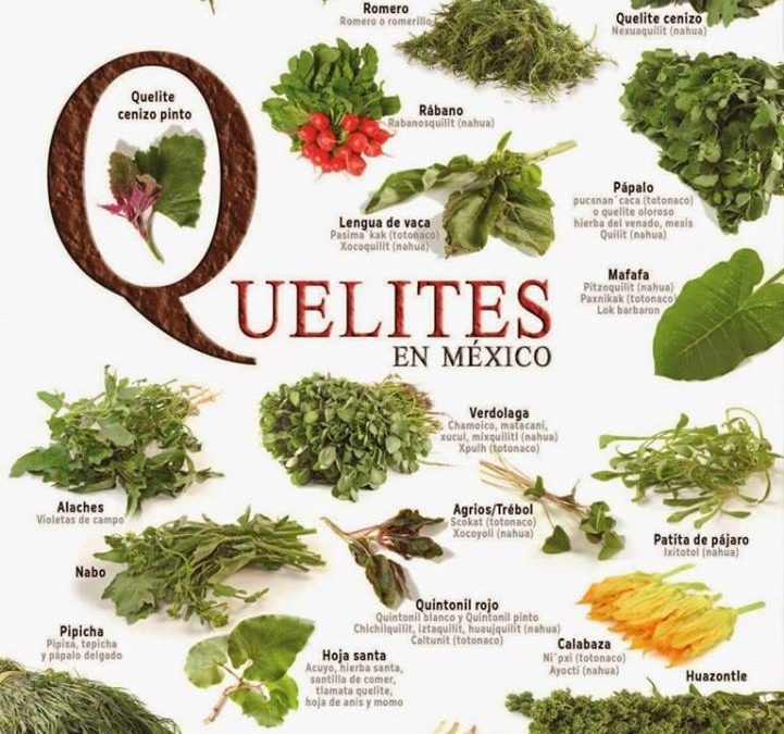 Conoce los QUELITES más comunes en México y sus nombres científicos ...