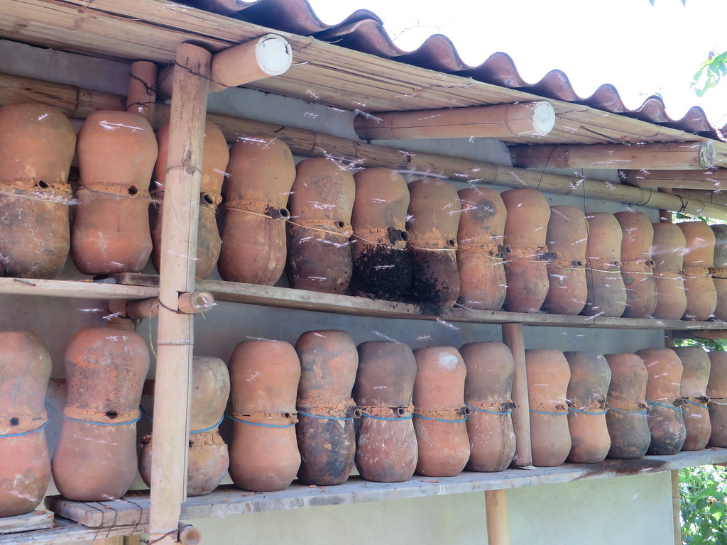 Abeja Melipona o Jicote Foto por Rubén Mánuel-Briseño – Cultura y ...