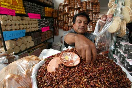 Conoce ocho poblados con nombres de INSECTOS #Nahuatl | Cultura y ...