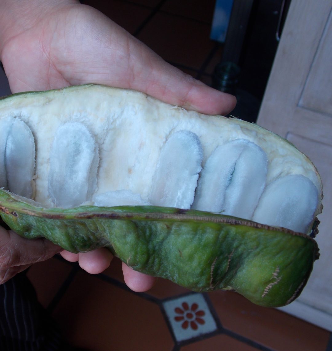 Macheton – Cultura y Delicias Prehispánicas