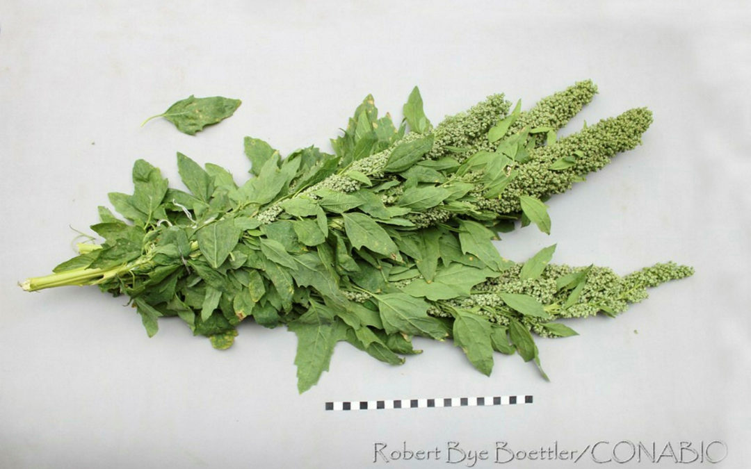 Conoce los beneficios nutricionales del HUAUZONTLE, un alimento ...