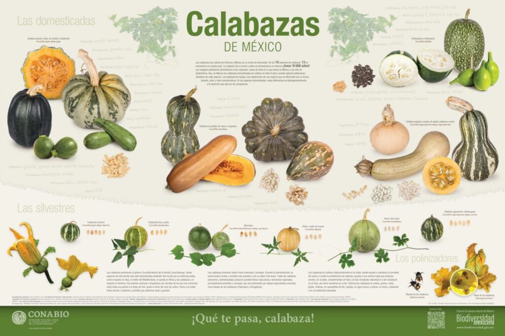 Las CALABAZAS de México, ve el cartel en alta resolución – Cultura y ...